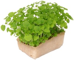 Cress, Germs & Edible Flowers