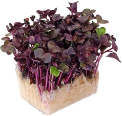 Cress, Germs & Edible Flowers